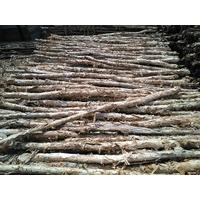 Jual Kayu Gelam Murah - Harga Terbaru 2021