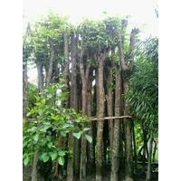 Jual Pohon Angsana Terbaik - Harga Murah Juni 2024 & Cicil 0%