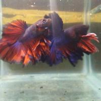 Jual Ikan Cupang Rose Tail Terlengkap & Terbaik - Harga Murah Oktober 2025