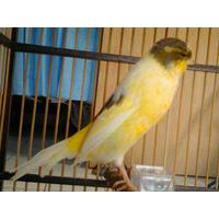 Jual Kenari Yorkshire Terlengkap & Terbaik - Harga Murah Mei 2024