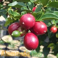 Jual Jeruk Kingkit Terdekat - Harga Murah & Grosir April 2024