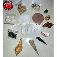 Jual Cangkang Kerang Terlengkap - Harga Murah & Grosir April 2025