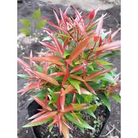 Jual Pohon Pucuk Merah Terbaik - Harga Murah April 2025 & Cicil 0%