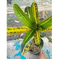 Jual Pohon Puring Terbaik - Harga Murah April 2024 & Cicil 0%