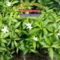 Jual Tanaman Rombusa Terbaik - Harga Murah Juni 2024 & Cicil 0%