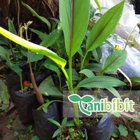 Jual Pohon Temu Putih Terbaik - Harga Murah Maret 2024 & Cicil 0%