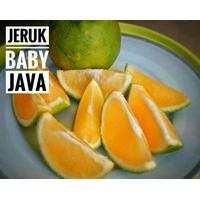 Jual Jeruk Baby Java Murah - Harga Terbaru Mei 2025