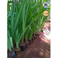 Jual Pohon Airis Terbaik - Harga Murah Juni 2024 & Cicil 0%