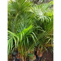 Jual Tanaman Palem Kuning Terbaik - Harga Murah June 2022 & Cicil 0%