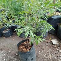 Jual Bibit Kayu Putih Terbaik - Harga Murah Maret 2024 & Cicil 0%