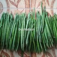 Jual Bibit Mangrove Terdekat - Harga Murah & Grosir Mei 2024