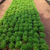 Jual Krokot Hijau Terbaik - Harga Murah Juni 2024 & Cicil 0%