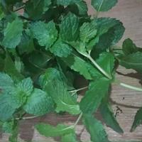 Jual Daun Mint Segar Terdekat - Harga Murah & Grosir Juni 2024
