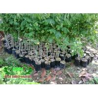 Jual Bibit Trembesi Terbaik - Harga Murah Juni 2024 & Cicil 0%