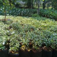Jual Rombusa Mini Terdekat - Harga Murah & Grosir April 2024