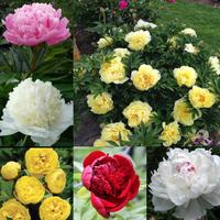 Jual Bibit Bunga Peony Terbaik - Harga Murah Juni 2024 & Cicil 0%