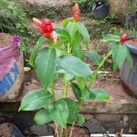 Jual Bunga Pacing Terbaik - Harga Murah Juni 2024 & Cicil 0%