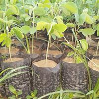 Jual Tanaman Trembesi Terbaik - Harga Murah Desember 2022 & Cicil 0%