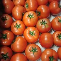 Jual Tomat Beef Terdekat - Harga Murah & Grosir Mei 2025