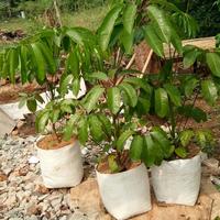 Jual Tanaman Walisongo Terbaik - Harga Murah April 2024 & Cicil 0%