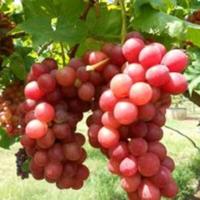 Jual Anggur Red Globe Terdekat - Harga Murah & Grosir Februari 2024