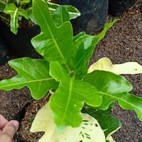 Jual Pohon Puring Terbaik - Harga Murah Juni 2025 & Cicil 0%