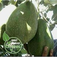Jual Alpukat Pluwang Terdekat - Harga Murah & Grosir Oktober 2022