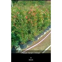 Jual Pucuk Merah 1 Meter Terbaik - Harga Murah April 2025 & Cicil 0%