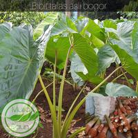 Jual Tanaman Talas Murah - Harga Terbaru 2021
