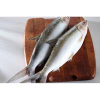 Jual Ikan Bandeng Segar Terdekat - Harga Murah & Grosir Juni 2024