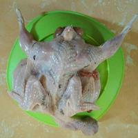 Jual Daging Burung Dara Terlengkap & Terbaik - Harga Murah April 2024
