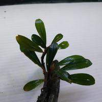 Jual Bucephalandra Paris Terlengkap & Terbaik - Harga Murah Mei 2024