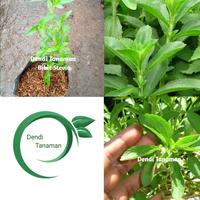 Jual Pohon Stevia Terdekat - Harga Murah & Grosir Juni 2024