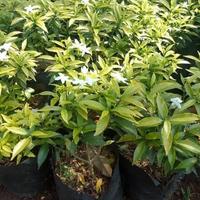 Jual Rembosa Mini Terlengkap - Daftar Harga Juni 2024 & Cicilan 0%