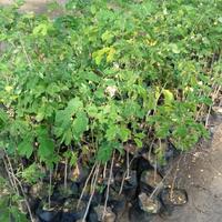 Jual Tanaman Trembesi Terbaik - Harga Murah Maret 2024 & Cicil 0%