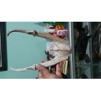 Jual Tanduk Rusa Asli Murah - Harga Terbaru 2021