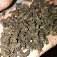 Jual Pupa Bsf Terlengkap & Terbaik - Harga Murah Juni 2024