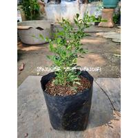 Jual Kemuning Terdekat - Harga Murah & Grosir Maret 2024