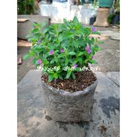 Jual Bunga Taiwan Beauty Terlengkap - Harga Murah & Grosir Maret 2024