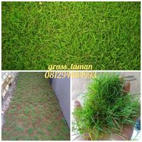 Rumput Jepang Harga Terbaru - Pilihan Terlengkap