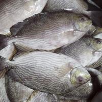 Jual Ikan Baronang Terdekat - Harga Murah & Grosir April 2025