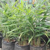 Jual Benih Jahe Terdekat - Harga Murah & Grosir Juni 2024