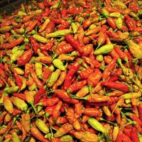 Jual Cabe Rawit Domba Terbaik - Harga Murah Juni 2024 & Cicil 0%