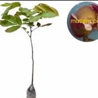 Jual Bibit Matoa Terbaik - Harga Murah November 2022 & Cicil 0%