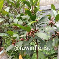 Jual Pohon Buni Terbaik - Harga Murah Juni 2024 & Cicil 0%