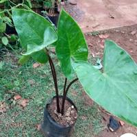 Jual Tanaman Sente Terbaik - Harga Murah Mei 2024 & Cicil 0%