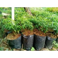 Jual Rembosa Mini Terlengkap - Daftar Harga Juni 2024 & Cicilan 0%