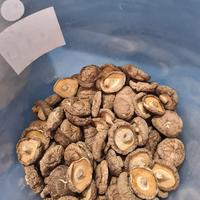 Jual Jamur Hyoko Terdekat - Harga Murah & Grosir Juni 2024