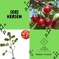 Jual Buah Kersen Terdekat - Harga Murah & Grosir Mei 2024
