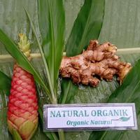 Jual Lempuyang Murah - Harga Terbaru April 2024